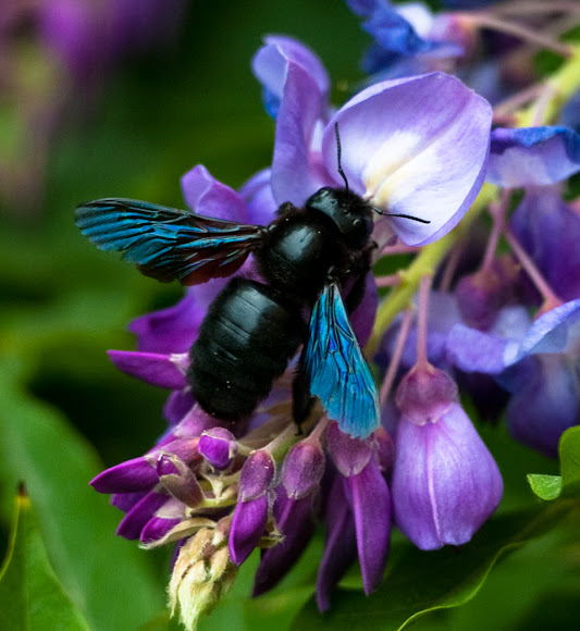 Violet Carpenter Bee | Project Noah