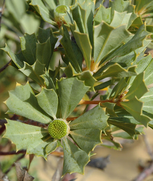 Parrot bush | Project Noah