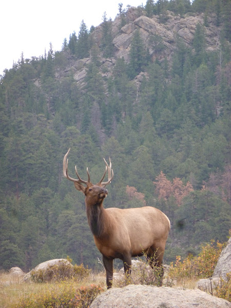 Elk (mature male) | Project Noah