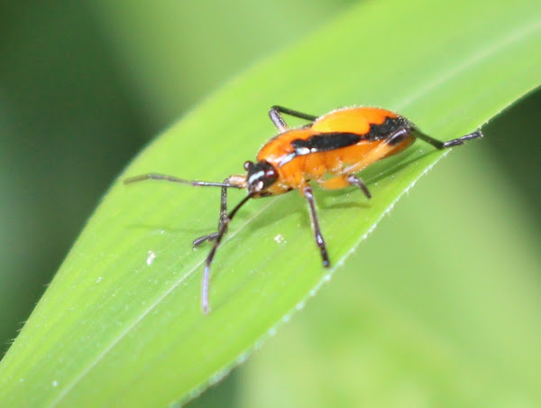 Hemipteran Nymph | Project Noah