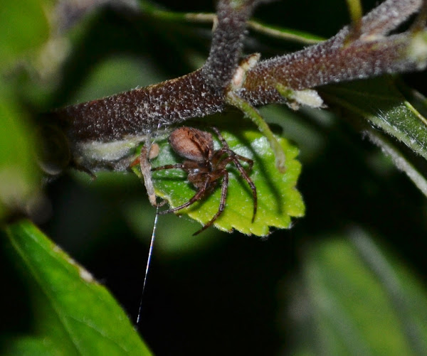 Spiky hairy field spider | Project Noah