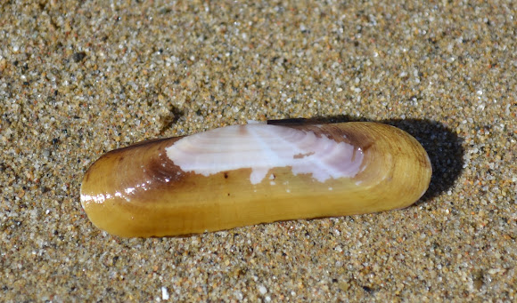 Pacific Razor Clam | Project Noah