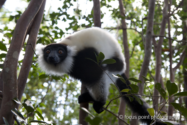 Ruffed neck lemur | Project Noah