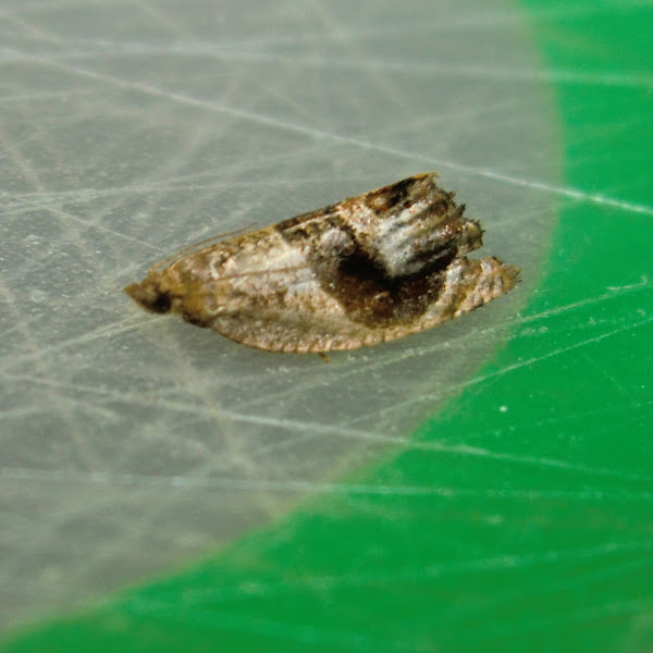 Dog face moth | Project Noah