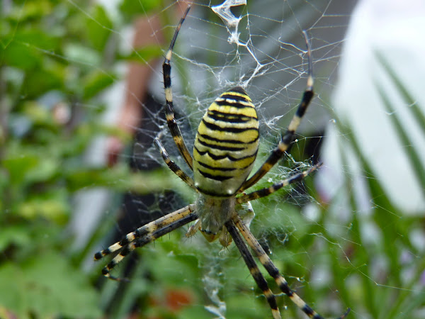 female Banded garden spider | Project Noah