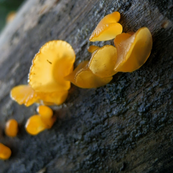 Golden Jelly Bells | Project Noah