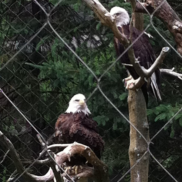 Bald Eagle | Project Noah