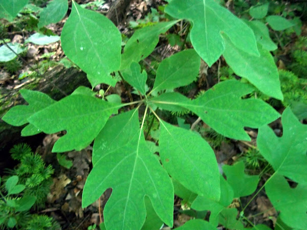 Sassafras | Project Noah