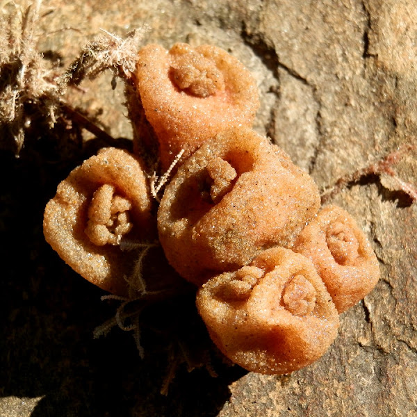 Cunjevoi | Project Noah