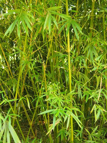 Chinese goddess bamboo | Project Noah