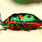 Metallic Jewel Bug | Project Noah