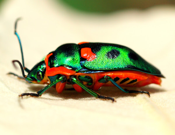 Metallic Jewel Bug | Project Noah