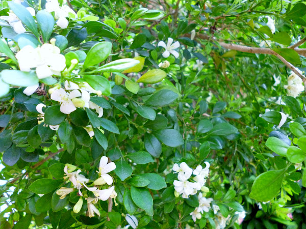 Azar de la India | Project Noah