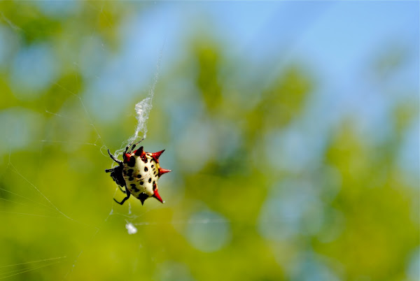 Spiny Back Orb Weaver | Project Noah