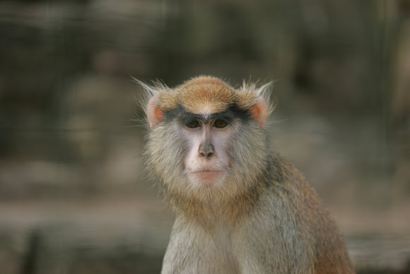 Monkey | Project Noah