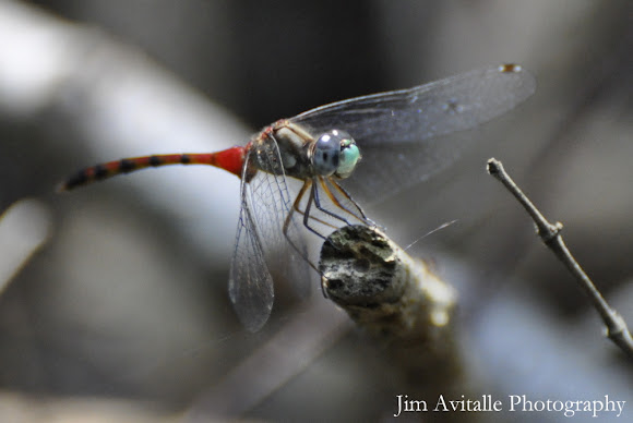 Comet Darner | Project Noah
