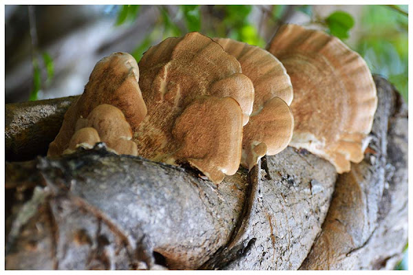 The bracket fungus | Project Noah