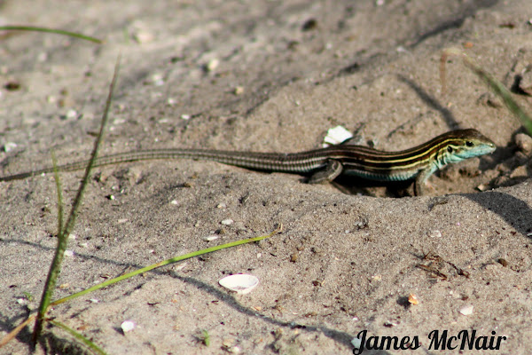Six-lined Racerunner | Project Noah