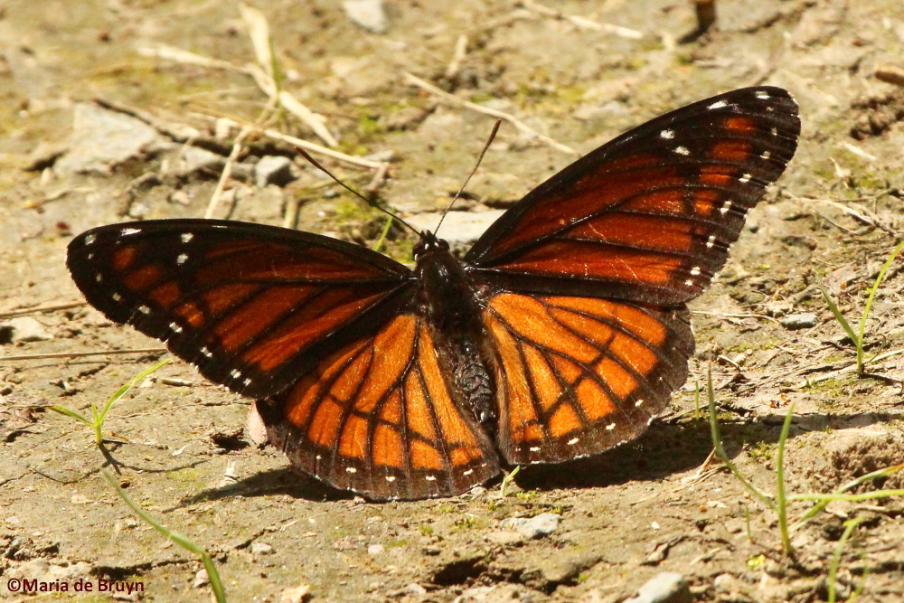Viceroy butterfly | Project Noah