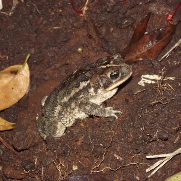 Dry Forrest toad | Project Noah