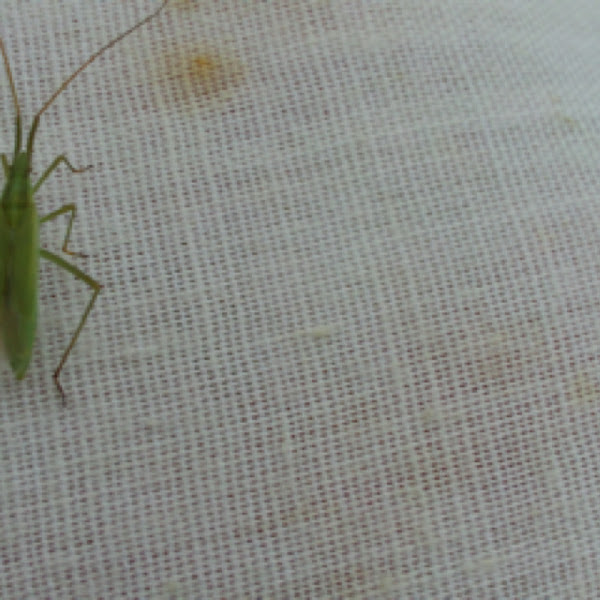 True bug | Project Noah