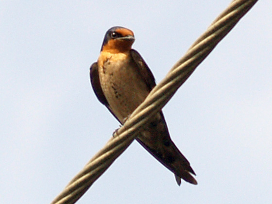 Pacific Swallow | Project Noah