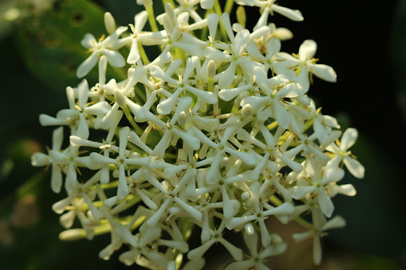 Ixora | Project Noah