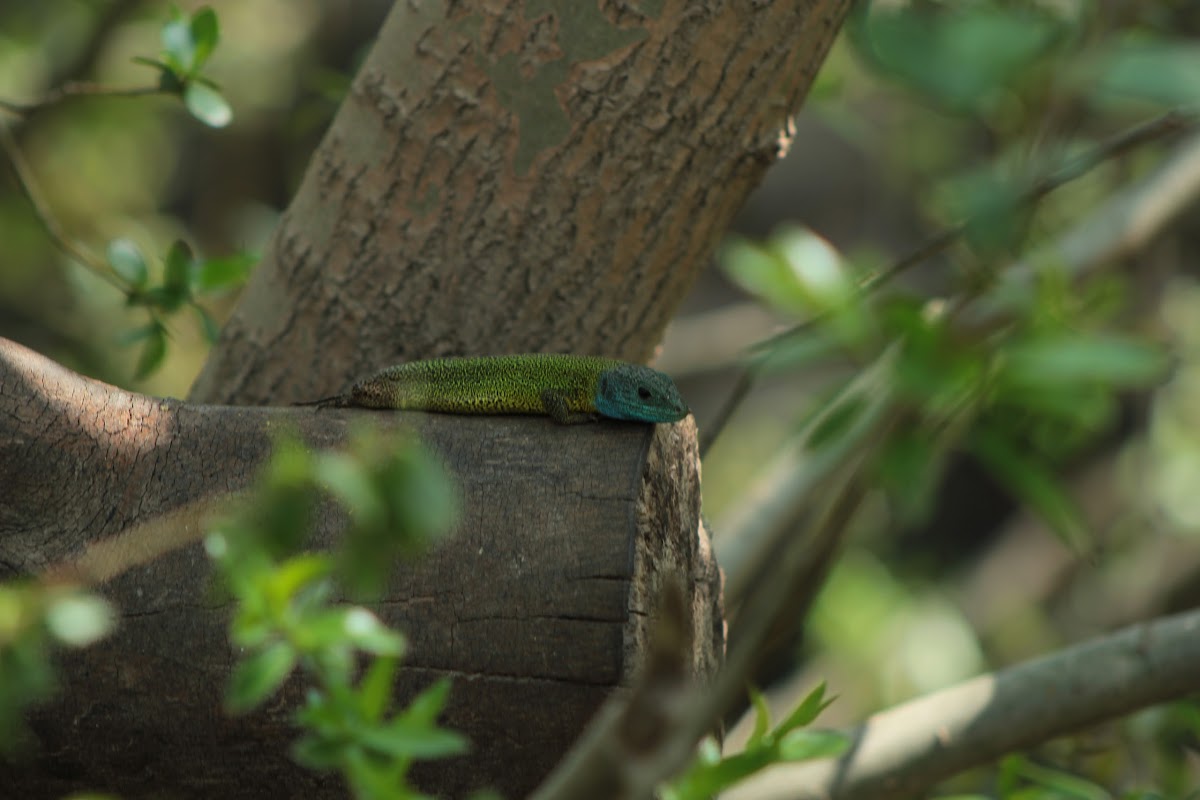 Iberian emerald lizard | Project Noah