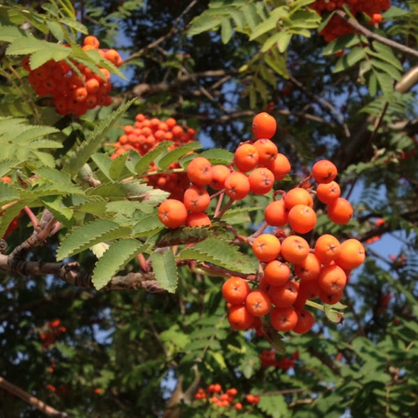 American Mountain Ash | Project Noah