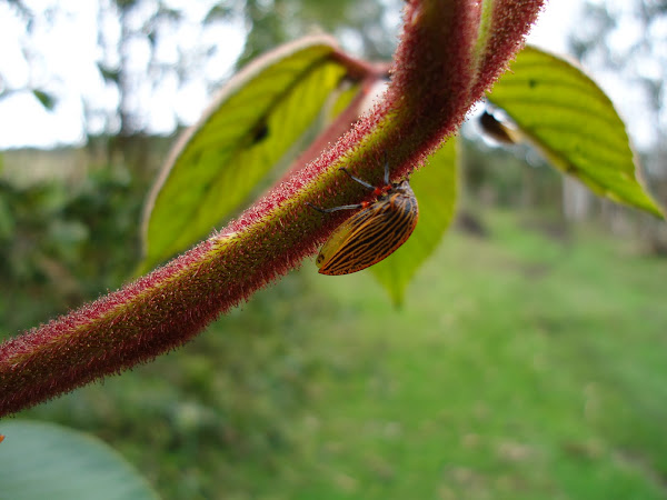 Membracid Tree hopper | Project Noah