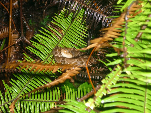 Bothrops atrox | Project Noah