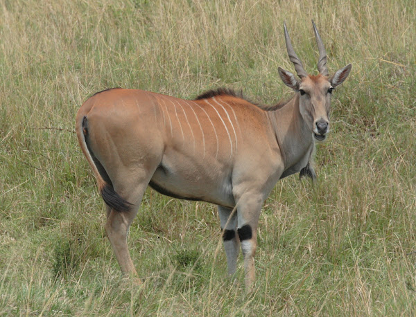 Common Eland | Project Noah