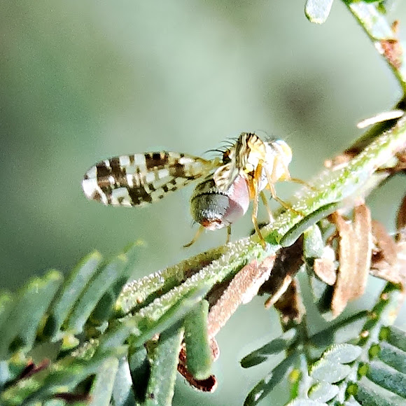 Australian fruit fly | Project Noah
