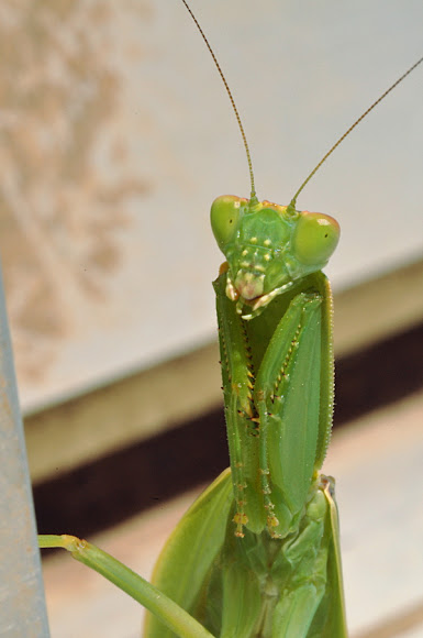 Australian Green Mantis (male) | Project Noah