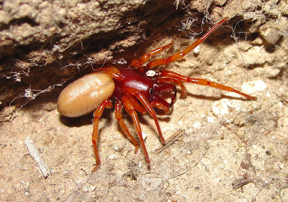 Woodlouse Spider | Project Noah