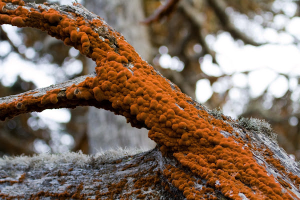 Rust-colored Algae | Project Noah