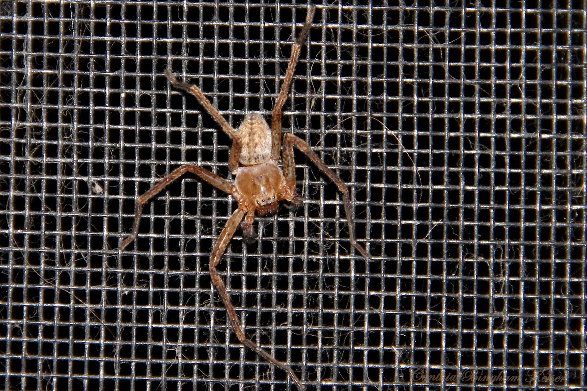 Giant Crab Spider (male) | Project Noah