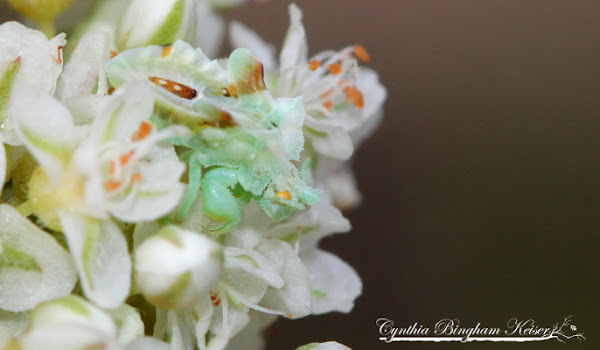 Jagged Ambush Bug nymph | Project Noah
