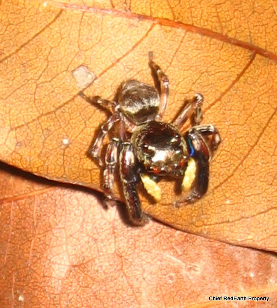 Spider | Project Noah