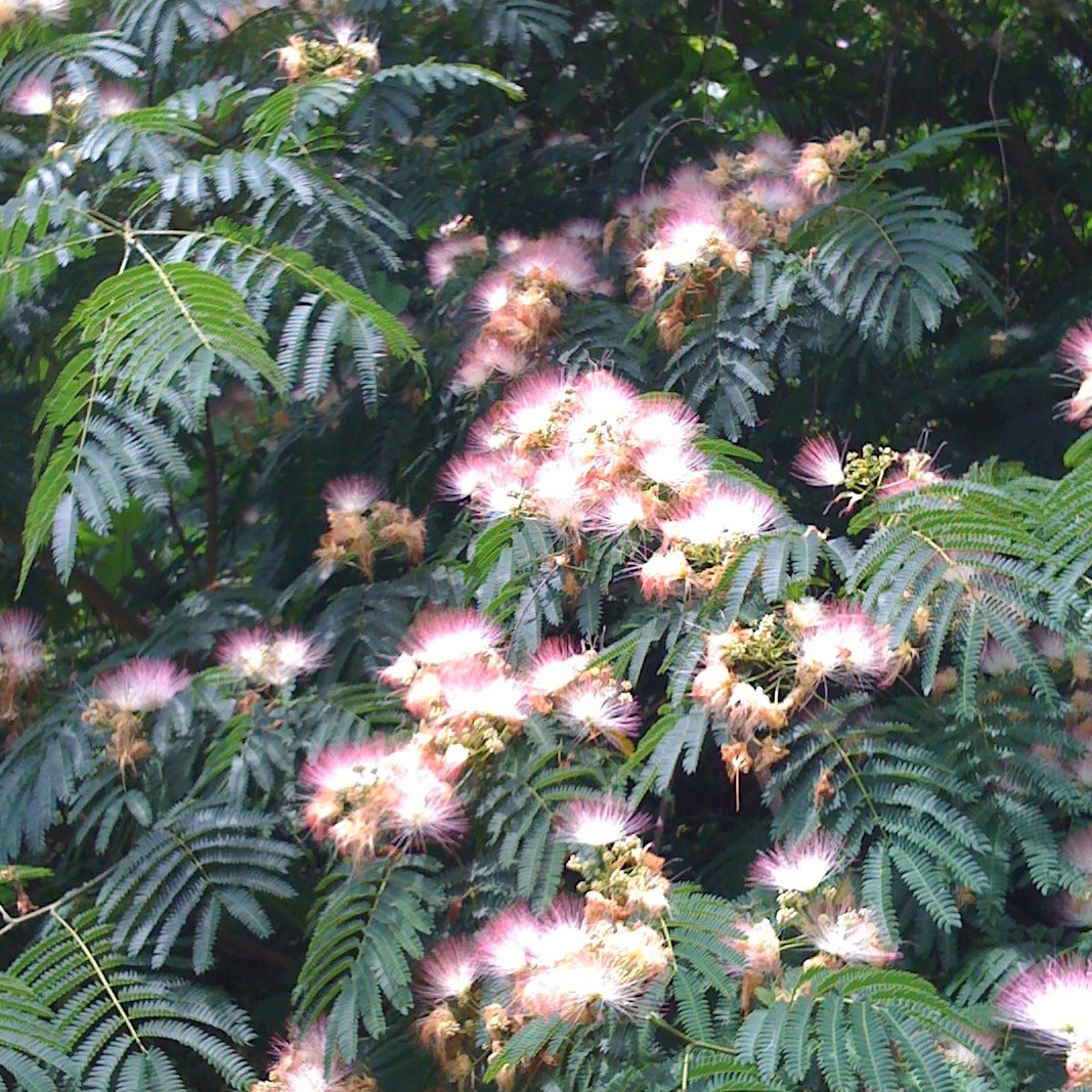 Mimosa | Project Noah