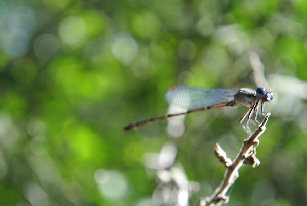 Blue-fronted Dancer Damselfly (female) | Project Noah