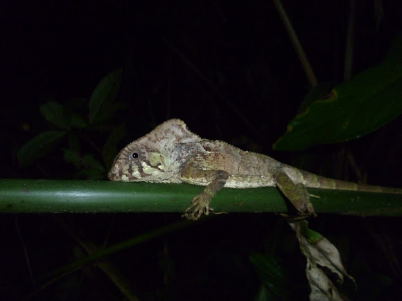 perro zompopo | Project Noah