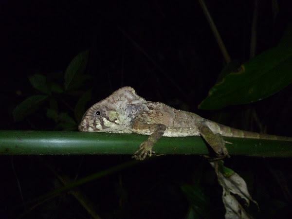 perro zompopo | Project Noah