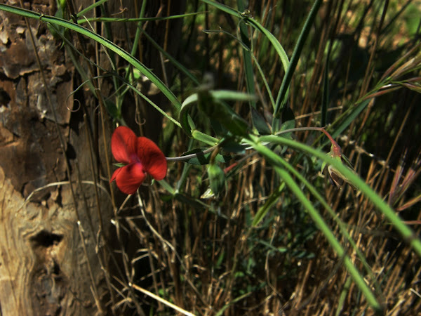 Red pea | Project Noah