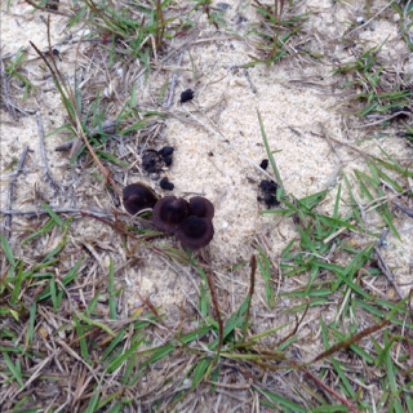 Mushrooms | Project Noah