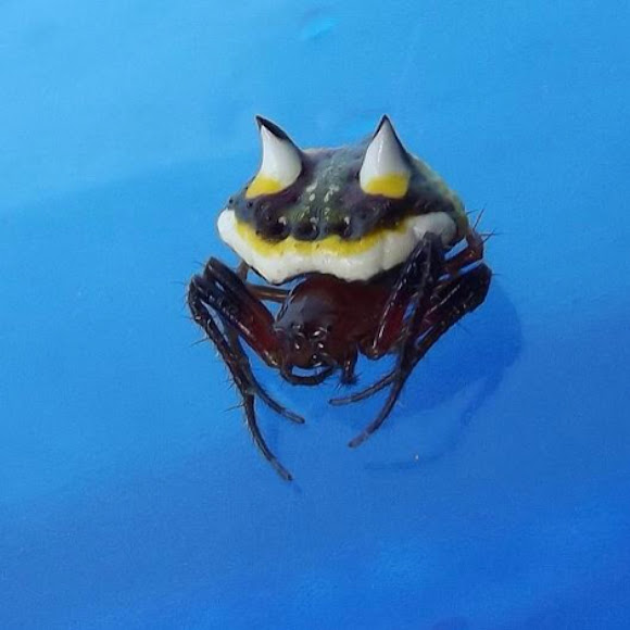 Two-spined spider | Project Noah