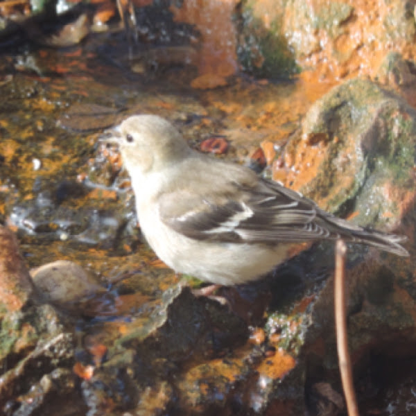 Goldfinch | Project Noah