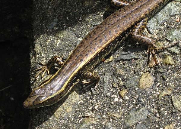 Eastern Water Skink (in Sydney's NW) | Project Noah