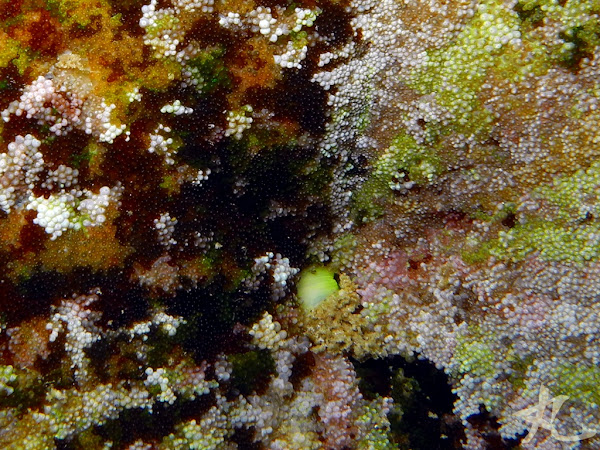 Adhesive Sea Anemone | Project Noah