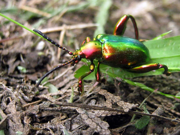 Frog-legged Leaf Beetle | Project Noah
